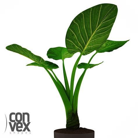 3d Model Plants
