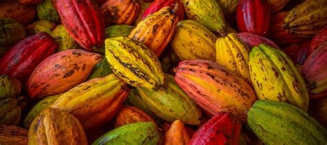 Mars Opens Submissions For 2023 Forrest E Mars Jr Chocolate History