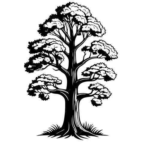 Premium Vector Cartoon Oak Tree Drawing Vector Realistic Outline Line