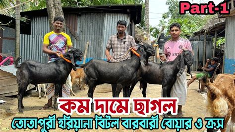 কম দামে তোতাপুরী হরিয়ানা বিটল বারবারী ও ক্রস ছাগল কিনুন সেলিম ভাই এর খামার থেকে। Barbari Beetal