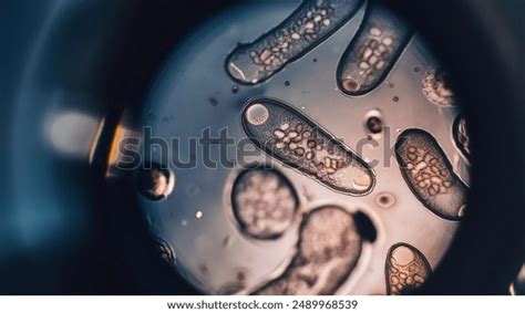 Protozoa Seen Under Microscope Stock Photo Shutterstock