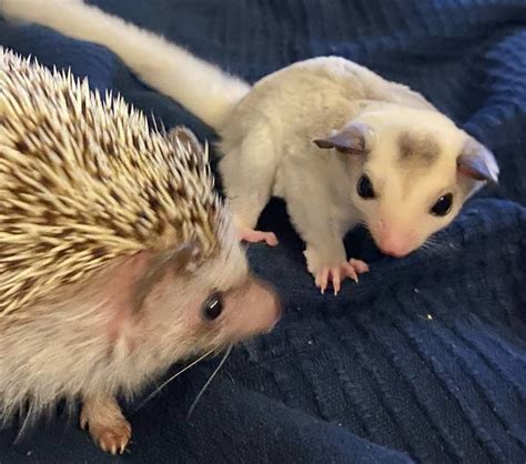 Hedgehogs And Sugar Gliders