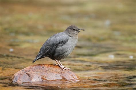 American Dipper Gates Of The Arctic National Park And Preserve Us