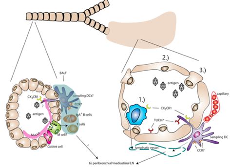 V Lung Immunity And Influenza Virus Infection Flashcards Quizlet