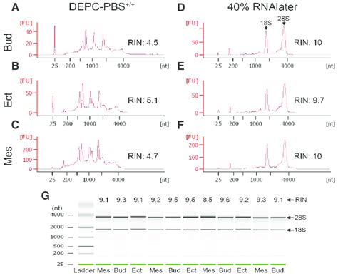 Rna Quality Analyzed On Agilent Rna 6000 Pico Chips A F Rna Quality Download Scientific