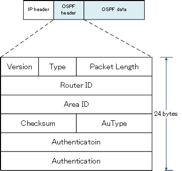 OSPF Packet Type And Header Format How The OSPF Works N Study