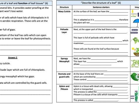 Structure Of A Leaf Aqa Gcse Biology Teaching Resources