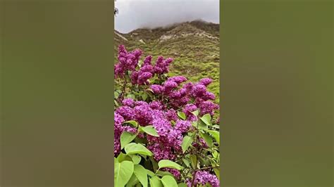 ატენის ხეობა 💜 Youtube