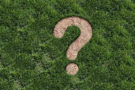 Patching Grass Mastering The Art Like A Pro Shrubhub Shrubhub Patching Grass Mastering The Art Like A Pro Shrubhub Shrubhub