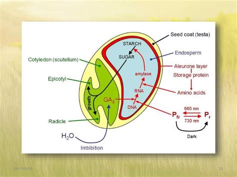 Seed Hardening PPT