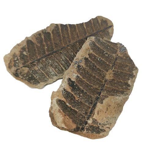 Fern Nodule Pair Fossil