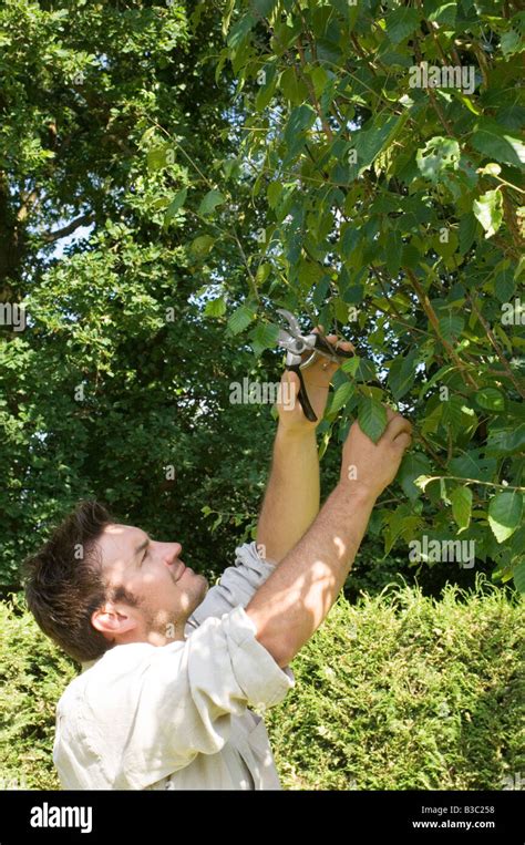 A Man Trimming A Tree Stock Photo Alamy