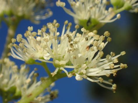 Hydrangea Integrifolia · Inaturalist