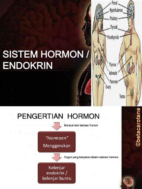 Struktur Dan Fungsi Sistem Endokrin Pptxgwhgnp Di Rumah Mia Buk Buk Buk Pdf