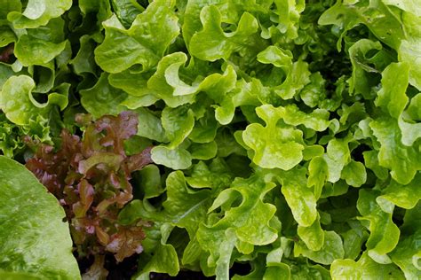 Lettuce Labeled Image Dataset Images Cv