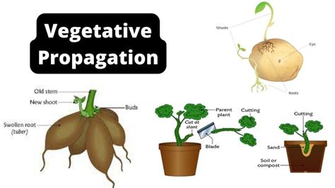 Vegetative Propagation Define Vegetative Propagation Vegetative Propagation Define Vegetative Propagation