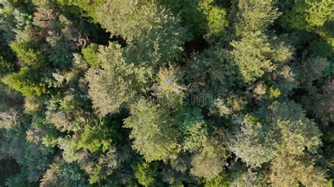 Top Down Aerial View Of Forest Canopy With Varied Tree Textures Stock