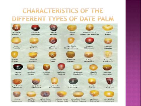 Ppt Date Palms Powerpoint Presentation Free Download Id2219269