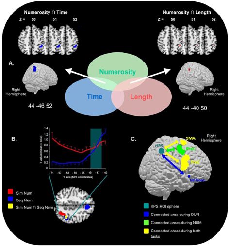 A Common Activation Areas In The Right Ips For Numerosity And Download Scientific Diagram