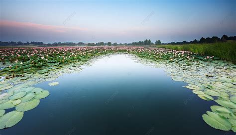 Pink Water Lilies In A Lake Background Water Lilies Lake Water