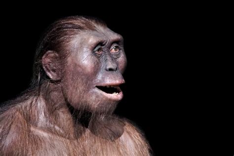 Australopithecus Afarensis Qué Es Características Hábitat Alimentación