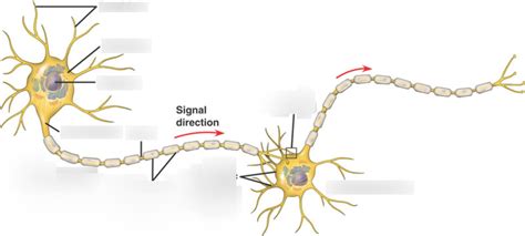 DIAGRAM Neuron Structure Diagram Quizlet