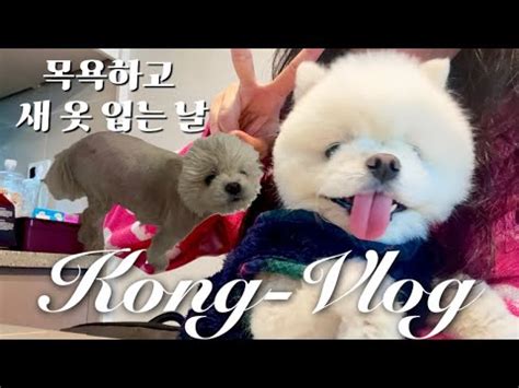 방광암 투병일기 새로운 집 적응기 목욕하고 새 옷으로 다이소 강아지 옷 강아지 목욕 노래 방광암 강아지
