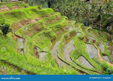 Tegallalang Rice Terraces Bali Stock Image Image Of Green Grain