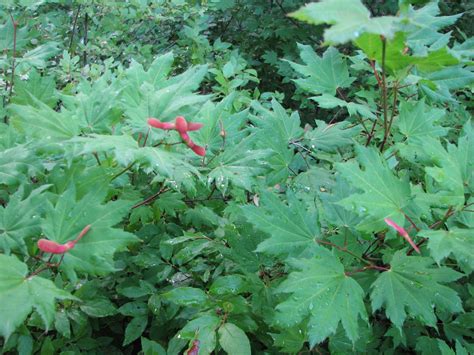 Vine Maple • East Multnomah Soil And Water Conservation District