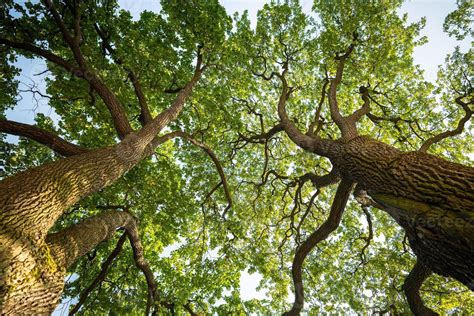 Tree Crown Structure Stock Photos Images And Backgrounds For Free Download