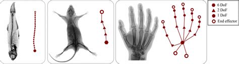 a display of three different articulated objects considered in our