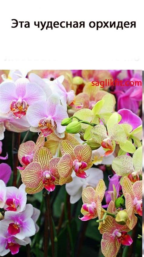 Эта чудесная орхидея | Orquídeas, Plantar orquideas, Flores bonitas