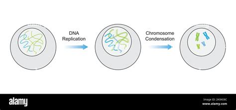 Scientific Designing Of Duplication And Condensation Of Dna Filament