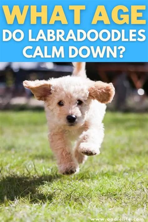 What Age Do Cockapoos Calm Down