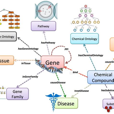A Bioinformatics Heterogeneous Information Network Schema Download Scientific Diagram