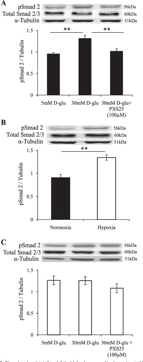Figure 1 From Cation Independent Mannose 6 Phosphate Receptor Inhibitor Pxs25 Inhibits ﬁbrosis