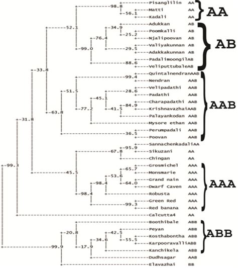 upgma derived dendrogram based on rapd data note numerical values in