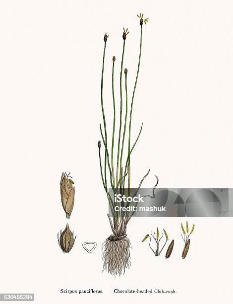 Bulrush Grass Edible Plant Used In Crafts Stock Illustration Download