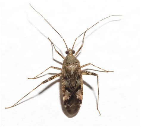 Phytocoris Canadensis Phytocoris Bugguide Net