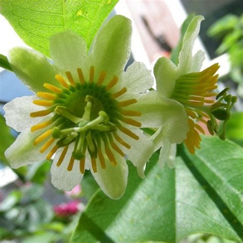 Passiflora Biflora Passionvine 10seeds Butterfly Garden Seeds