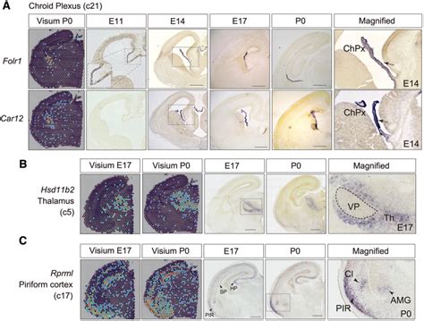 The Spatial Transcriptome Of The Late Stage Embryonic And Postnatal Mouse Brain Reveals