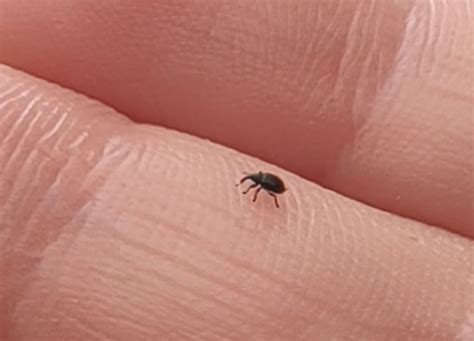 Tiny R Weeviltime