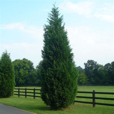 Cypress Trees Resilient Evergreens With Unique Ecological Value