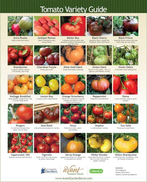 Tomato Varieties To Try Types Of Tomatoes Best Tasting Tomatoes Tomato