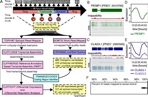 Overview Of P Falciparum Rna Sequencing Sample Set Computational