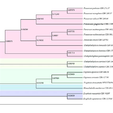 phylogenomic tree based on the concatenated alignment of genomes of