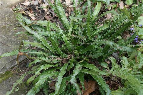 Asplenium Scolopendrium Angustatum Tropengarten Shop