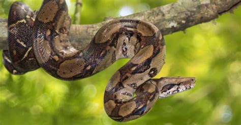 Discover The Largest Boa Constrictor Ever Caught A Z Animals