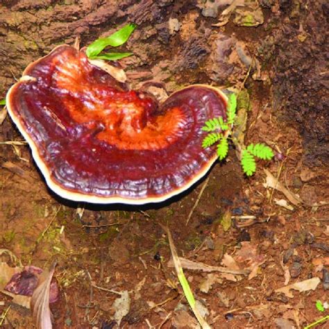 Spores Of Ganoderma Mastoporum Collectors Number E7109 In Optical Download Scientific