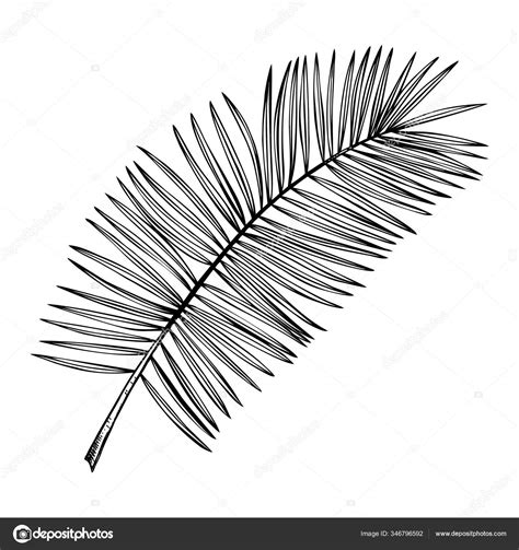 Palm Tree Leaves Drawing